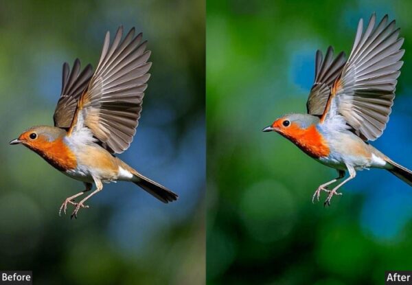 50 Free Bird Photography Lightroom Presets (XMP + DNG Download ...