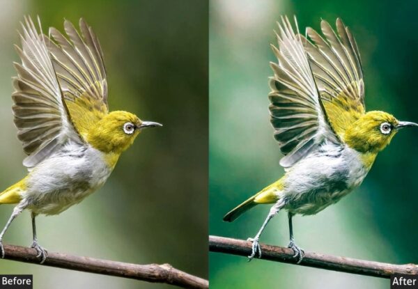 50 Free Bird Photography Lightroom Presets (XMP + DNG Download ...