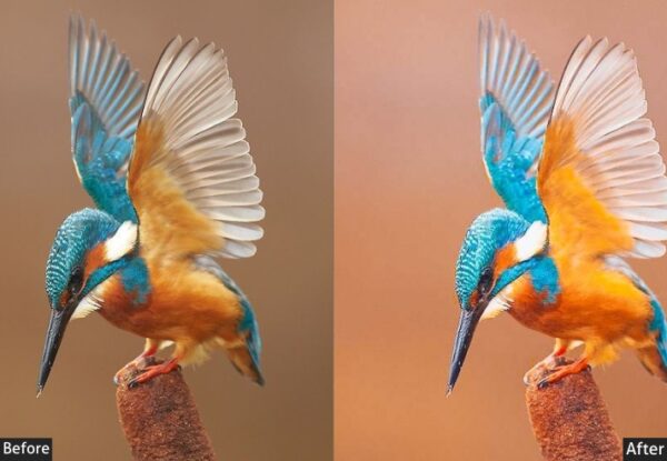 50 Free Bird Photography Lightroom Presets (XMP + DNG Download ...