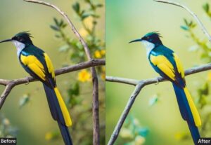 50 Free Bird Photography Lightroom Presets (XMP + DNG Download ...