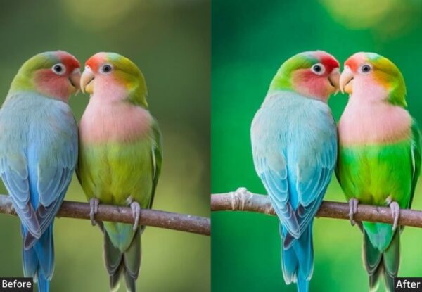 50 Bird Photography Lightroom Presets Free Download - Presetpedia