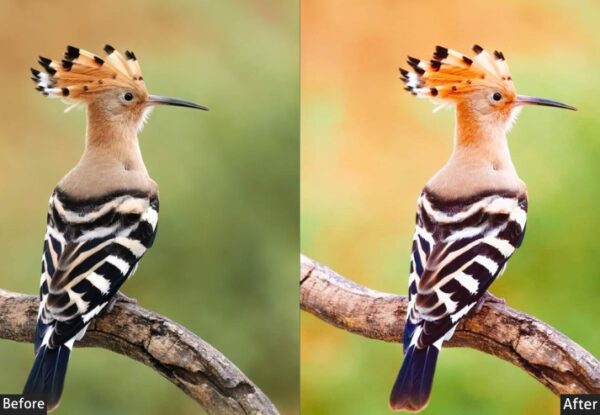 50 Bird Photography Lightroom Presets Free Download - Presetpedia