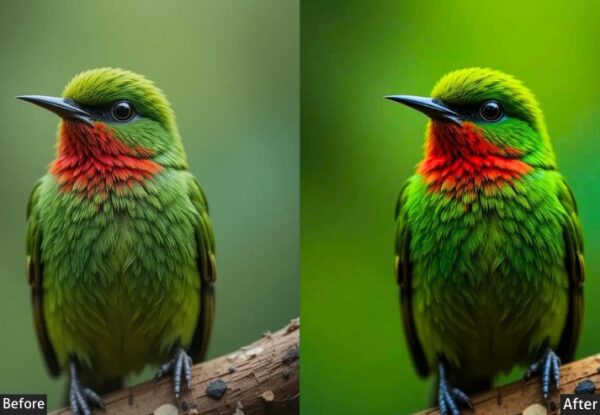 50 Free Bird Photography Lightroom Presets (XMP + DNG Download ...
