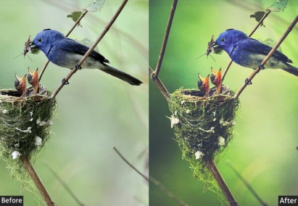 50 Free Bird Photography Lightroom Presets (XMP + DNG Download ...