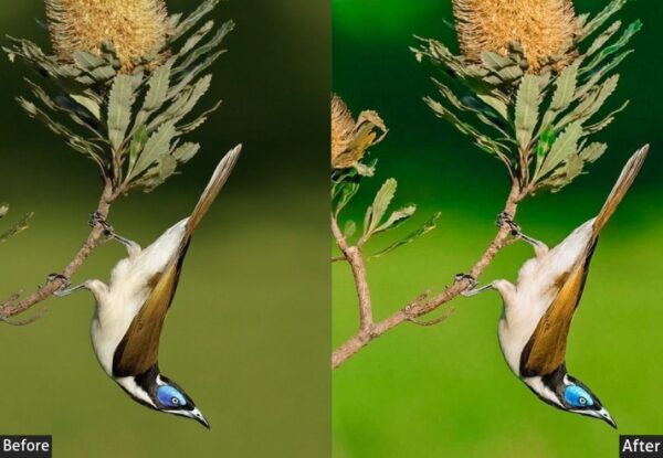 50 Free Bird Photography Lightroom Presets (XMP + DNG Download ...