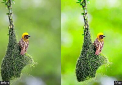50 Free Bird Photography Lightroom Presets (XMP + DNG Download ...