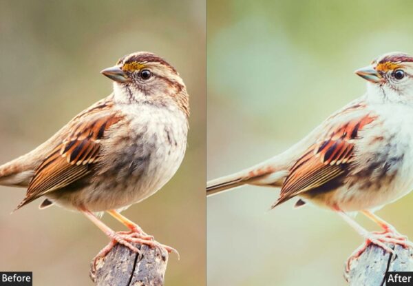 30 Light And Airy Lightroom Presets That Instantly Brighten Your Photos ...